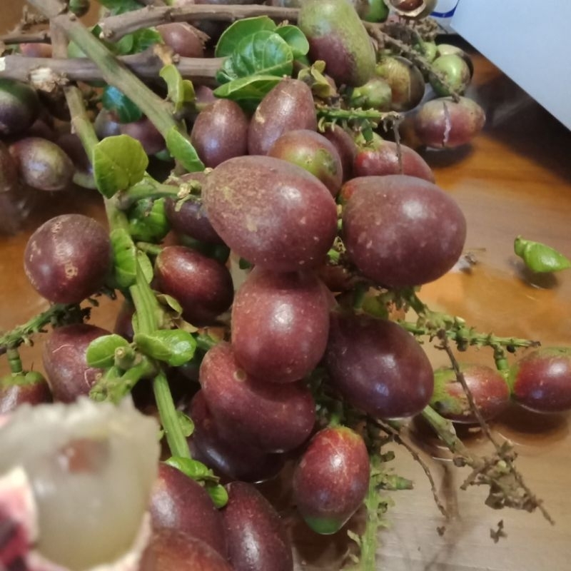 Jual Buah Matoa Fresh Legit Manis 3 Rasa 1kg | Shopee Indonesia