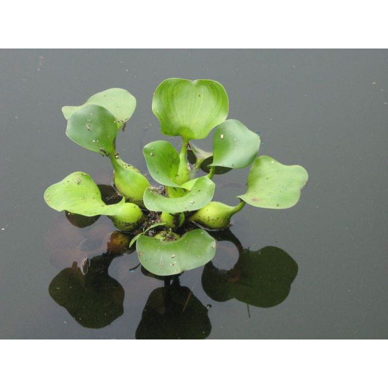 Jual Tanaman Eceng Gondok | Shopee Indonesia