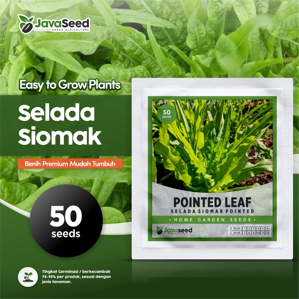 Jual Javaseed - Benih Selada Wangi Siomak Green Pointed Leaf 50 Benih ...