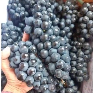 Jual Anggur 1 Kg Terlengkap & Harga Terbaru Maret 2025 | Shopee Indonesia