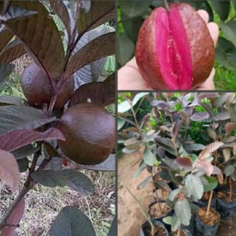 Jual Bibit jambu biji merah Australia tanaman hasil okulasi super ...
