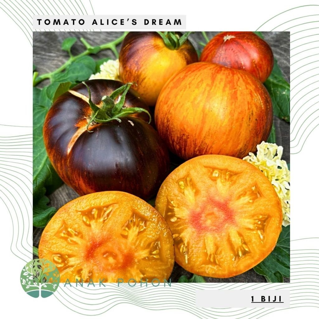 Jual Benih Bibit Biji - Tomat Alice's Dream Tomato Seeds | Shopee Indonesia