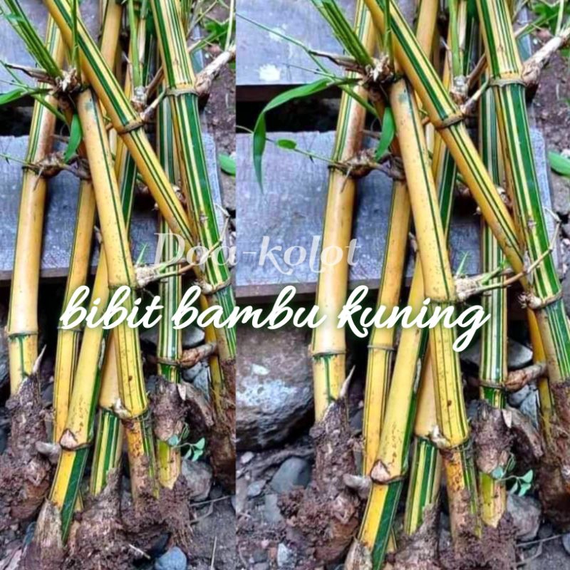 Jual Bibit Bambu Ampel Kuning Hiasan Taman / Tunas Bambu Kuning ...