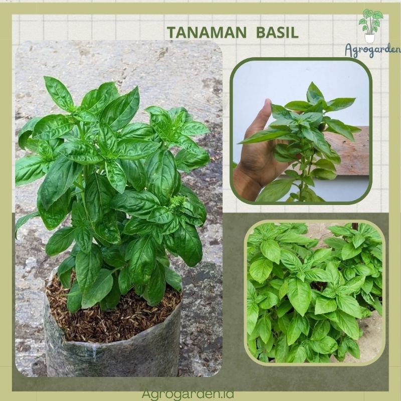 Jual Tanaman herbal sweet basil - sweet basil tanaman sayuran herbal ...