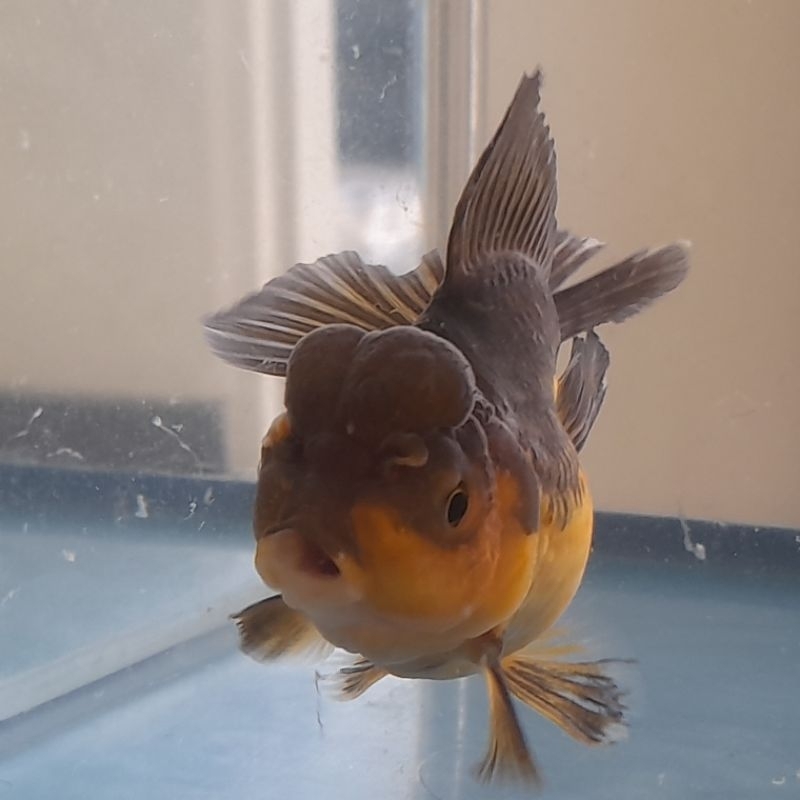 Jual ikan mas koki oranda black gold berkonde | Shopee Indonesia