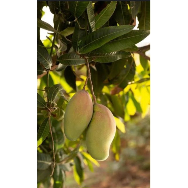 Jual mangga cokanan | Shopee Indonesia