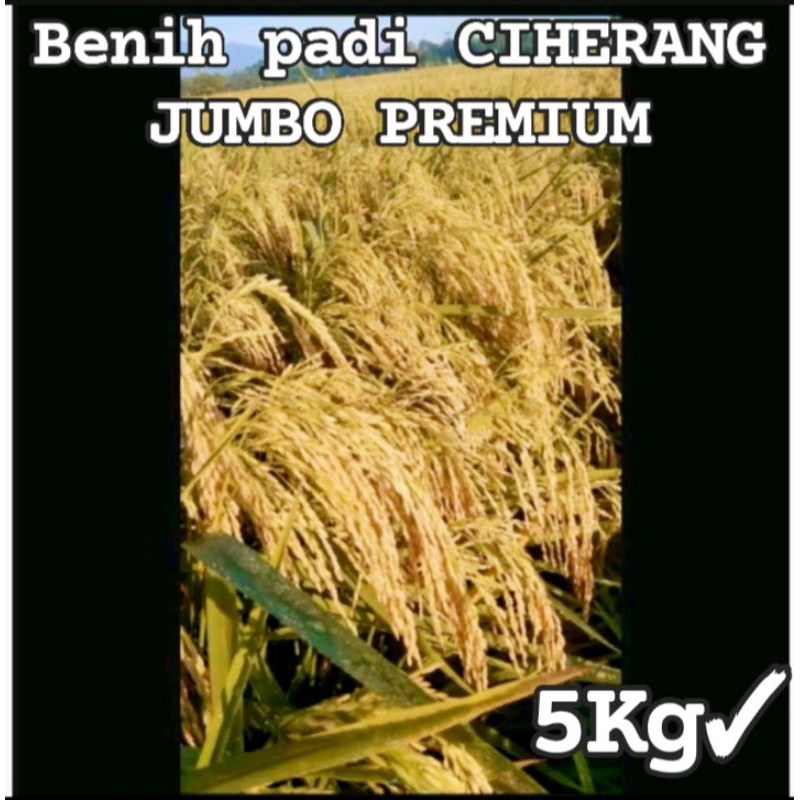 Jual Benih padi CIHERANG JUMBO FREMIUM kemasan (5kg) | Shopee Indonesia