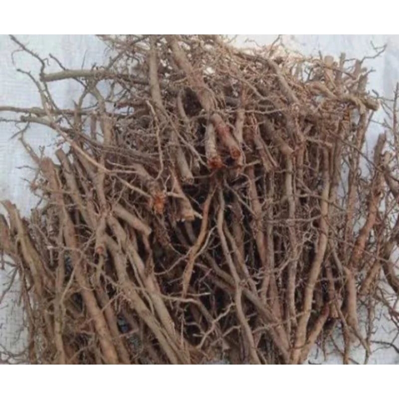 Jual Akar aren akar pohon aren kering 250 gram | Shopee Indonesia