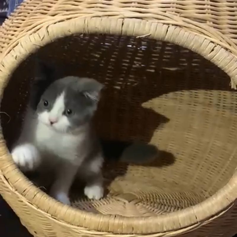 Jual kucing bsh bicolor betina kityen | british shorthair blue white ...