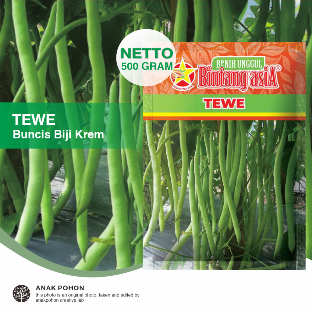 Jual (1 PACK) Benih Buncis Hijau TEWE Seeds - Bintang Asia - 500 GRAM ...