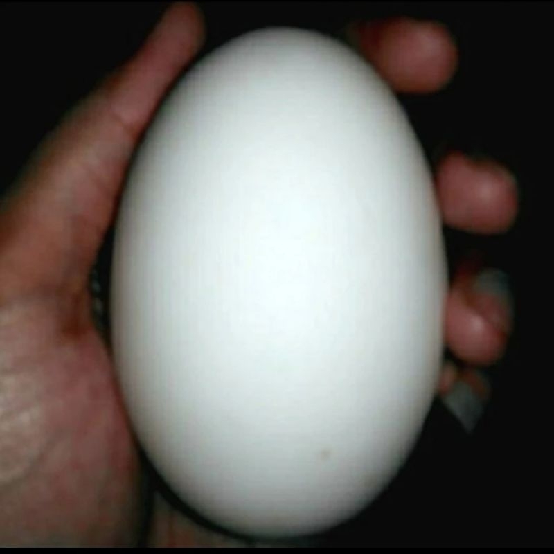 Jual Telur SOANG/Telur Angsa Tembuhuk (Calang/Busuk) 1 Butir | Shopee ...