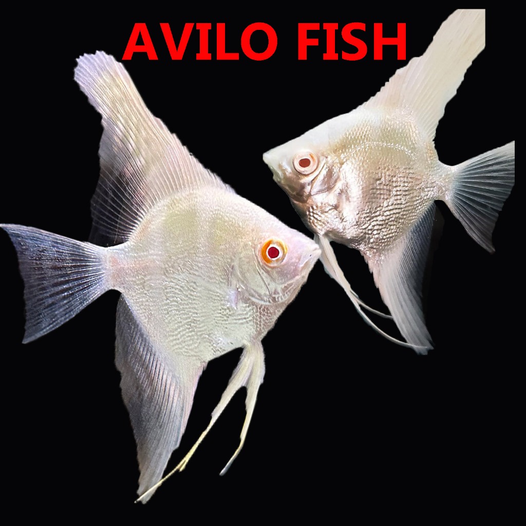 Jual ikan hias aquascape manfish albino red eye size kecil angel fish ...