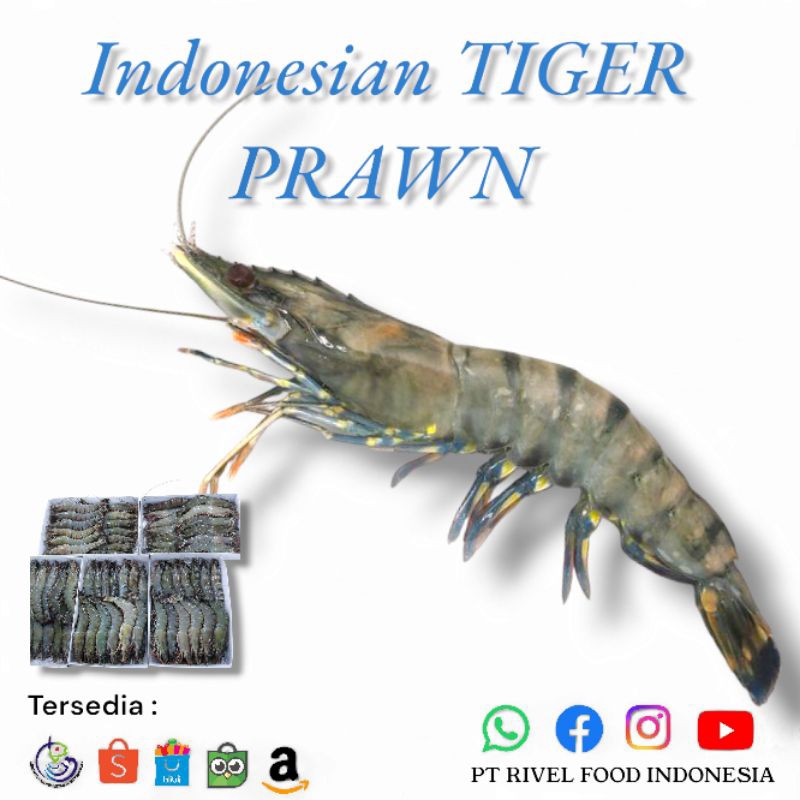 Jual Udang Tiger Prawn isi 21-25 per pack Fresh Frozen | Shopee Indonesia
