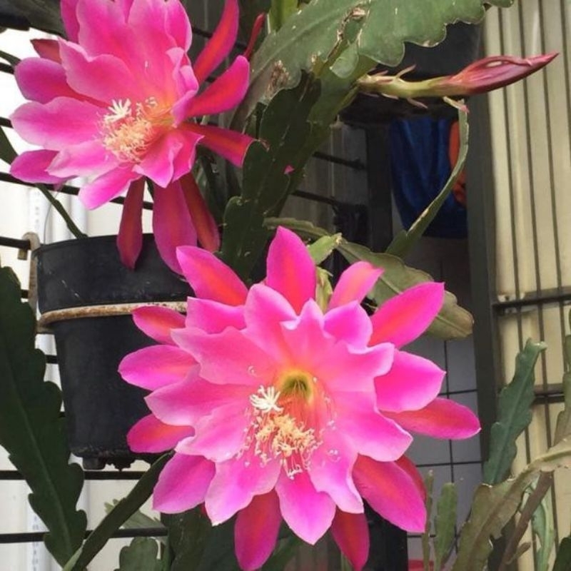 Jual Tanaman Bunga Wijaya Kusuma California Pink (BUNGA BESAR ...