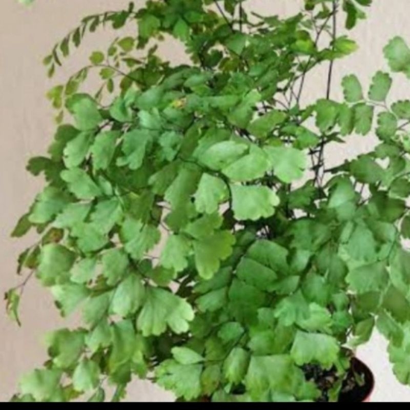 Jual benih bibit tanaman paku suplir | Shopee Indonesia