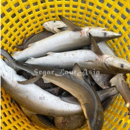 Jual Ikan Hiu 1Kg Ikan Hiu Segar Ikan Hiu Baby Utuh Segar | Shopee ...