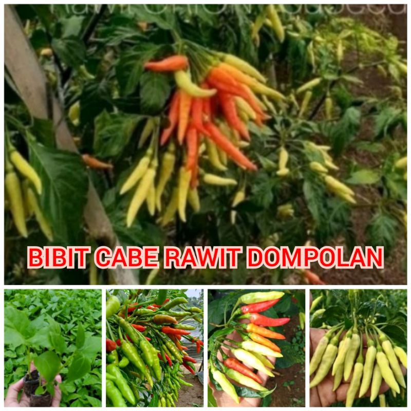Jual Bibit lombok dompolan cabe rawit dompol siap tanam | Shopee Indonesia