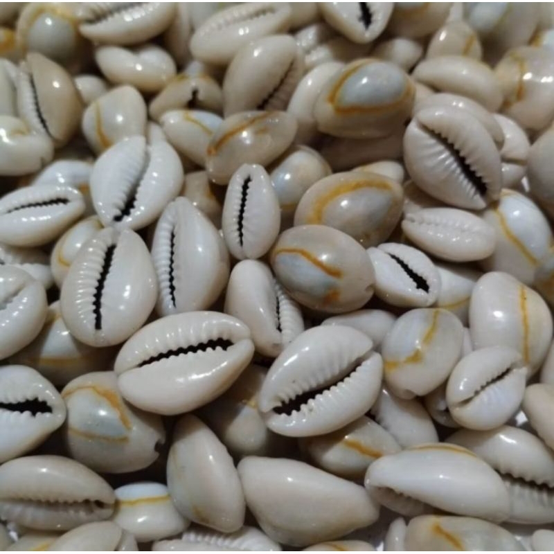 Jual BIJI KERANG CONGKLAK KUWUK ABU ISI 120 PCS UKURAN KECIL. | Shopee ...
