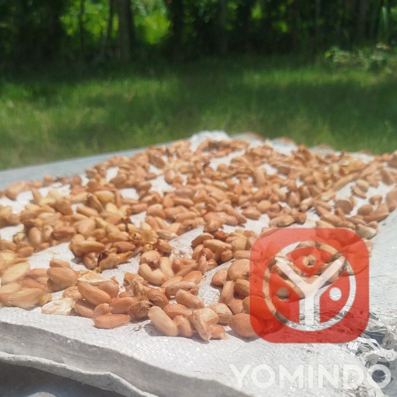 Jual Biji Coklat kering (kakao) | Shopee Indonesia