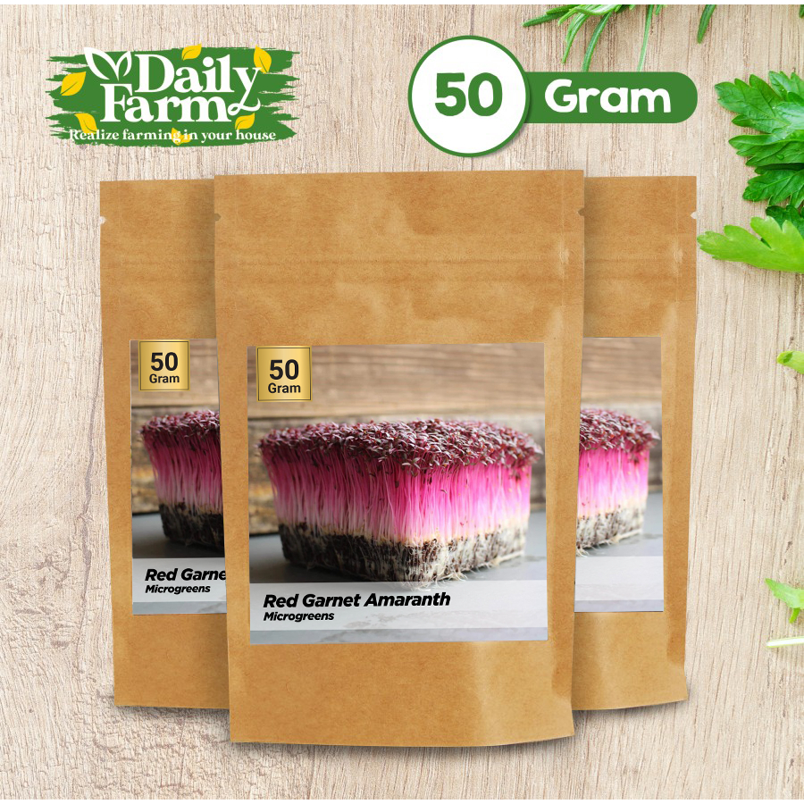 Jual Benih Sayur Bayam Microgreen Red Army Amaranth Microgreen - Daily ...