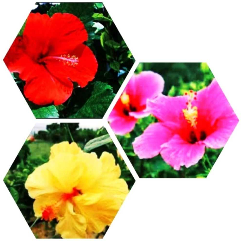 Jual PAKET 3 WARNA 3 POHON TANAMAN HIAS BUNGA SEPATU BERBUNGA CANTIK ...