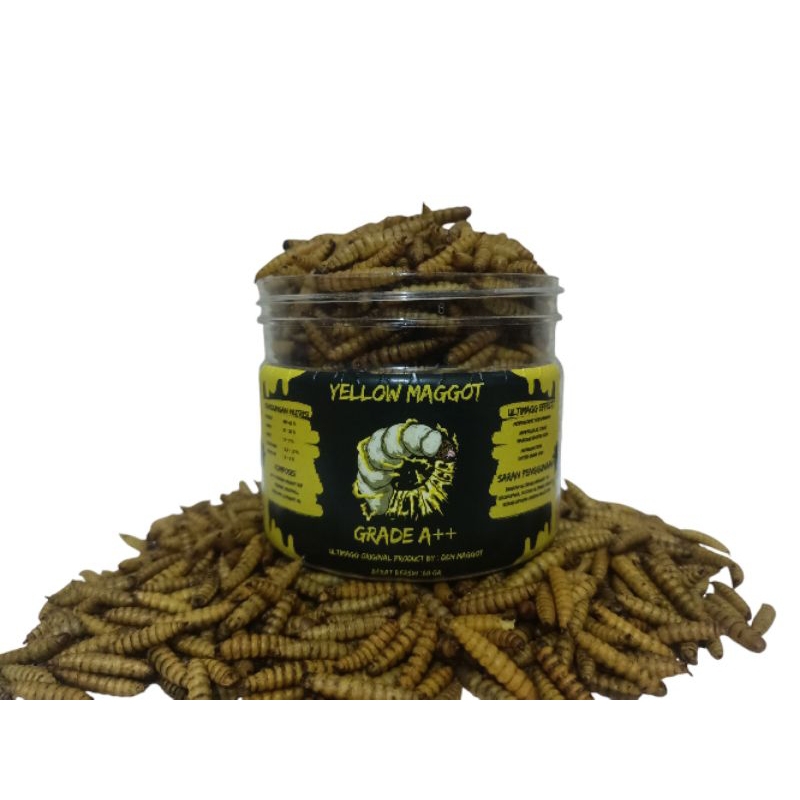 Jual Maggot Yellow Grade A++ Carophyll Untuk Ikan Chana Dan Ikan ...