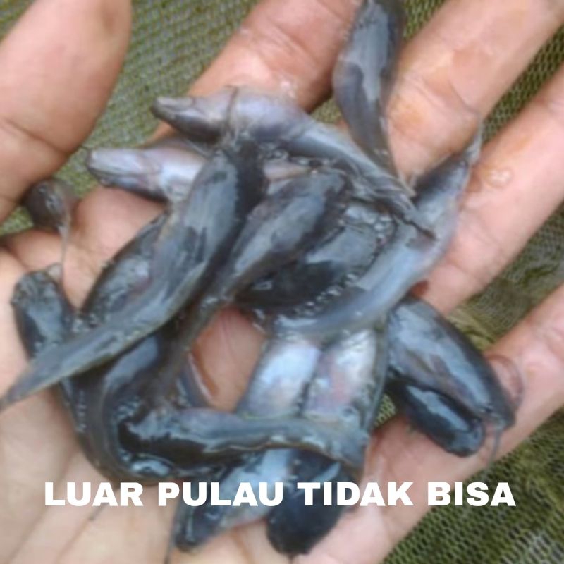 Jual benih lele mutiara isi 40 bergaransi dua plastik | Shopee Indonesia