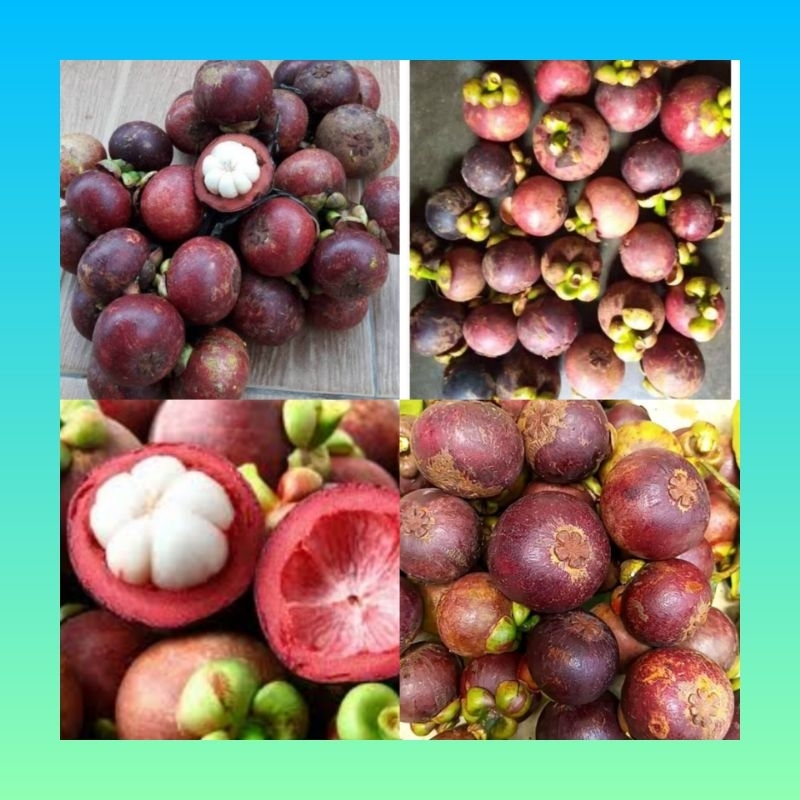 Jual Buah Manggis 1 kg segar | Buah manggis segar | Manggis 1 kg | Buah ...