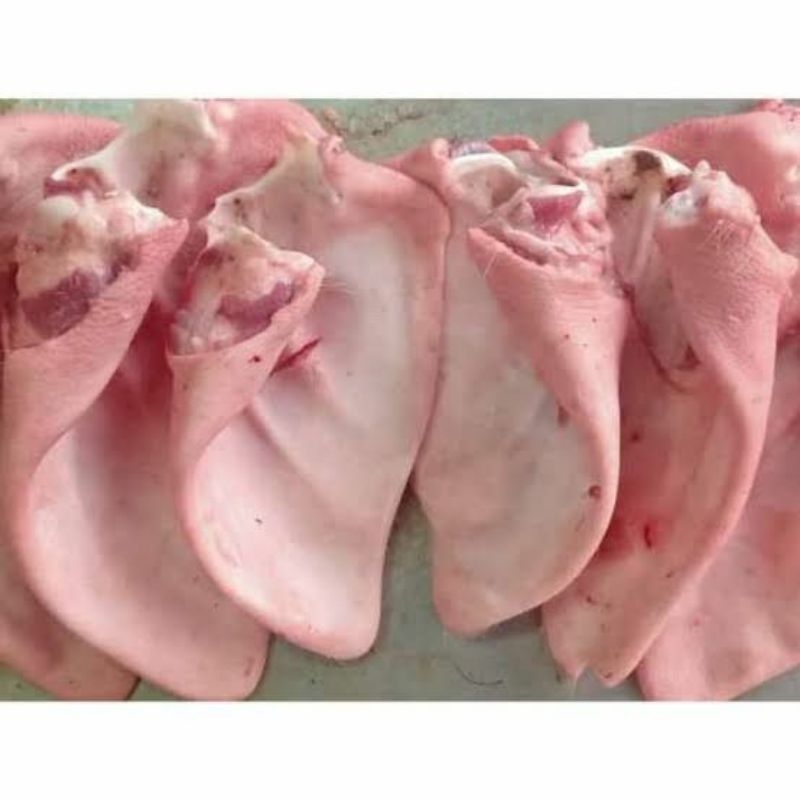 Jual KUPING BABI FRESH TANPA BULU | Shopee Indonesia