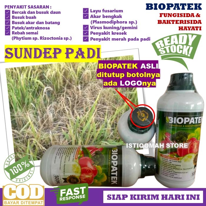 Jual Obat Semprot Penyakit Sundep pada Tanaman Padi Paling Manjur ...