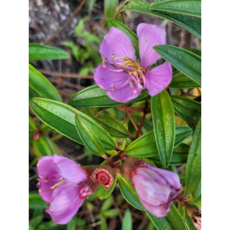 Jual Pohon Senggani Senduduk/Harendong Gunung | Shopee Indonesia