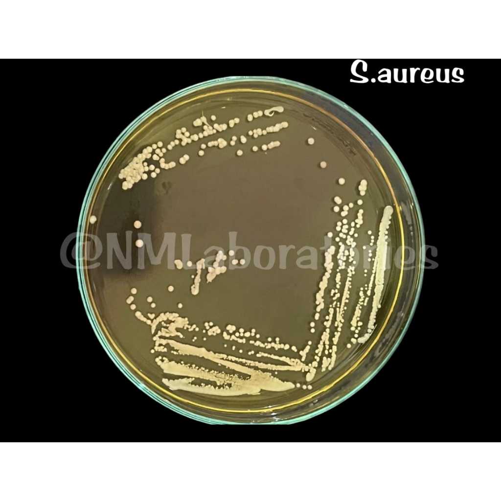 Jual Isolat bakteri Staphylococcus aureus - S.aureus (Media MSA ...
