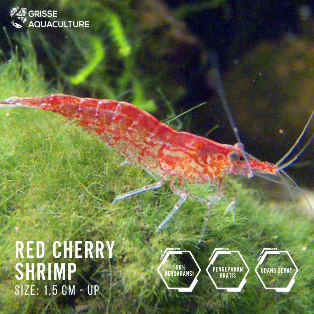 Jual Udang Hias Red Cherry Shrimp Aquascape RCS | Shopee Indonesia