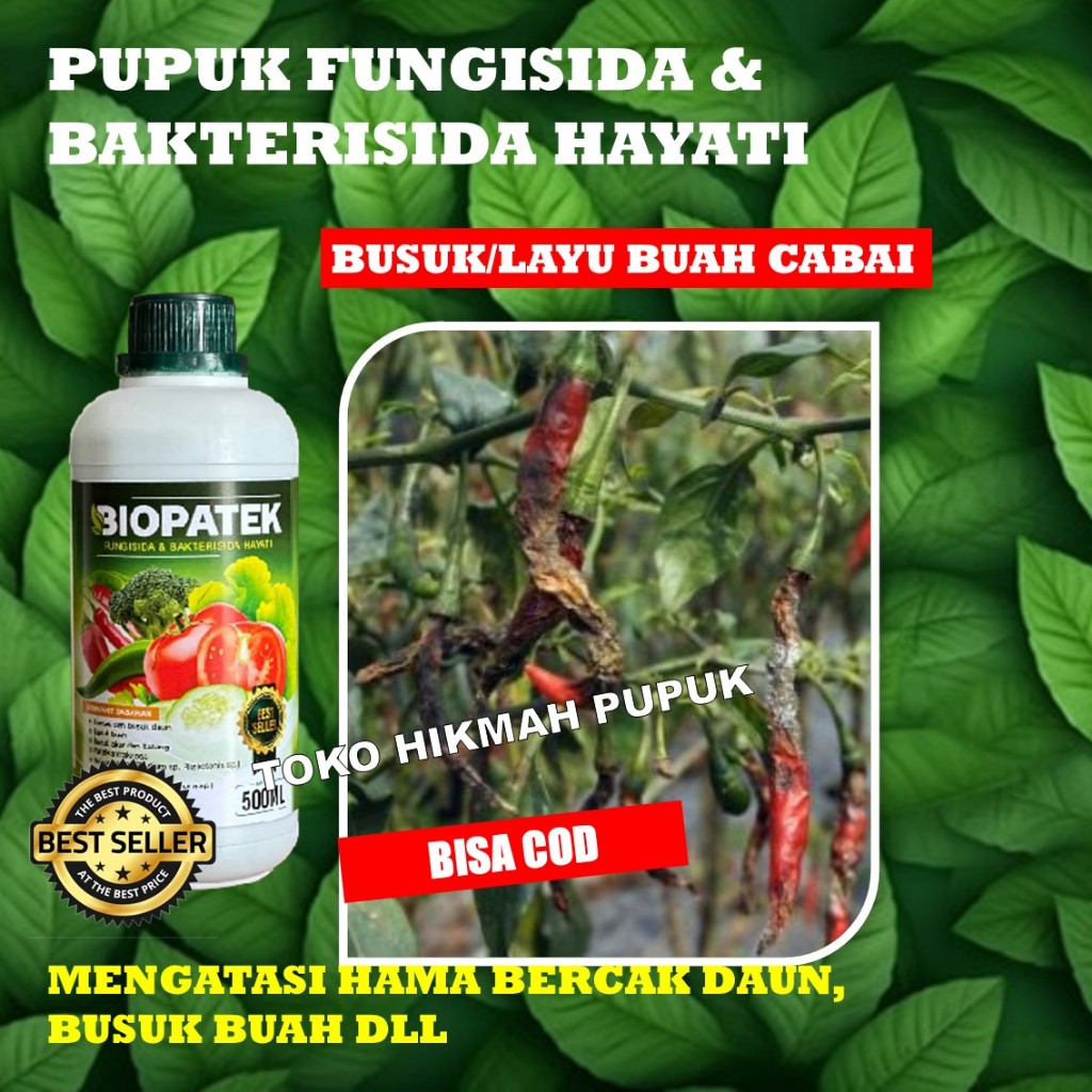 Jual Pupuk BIOPATEK Fungisida Hayati Mengatasi Layu Fusarium pada Cabe ...