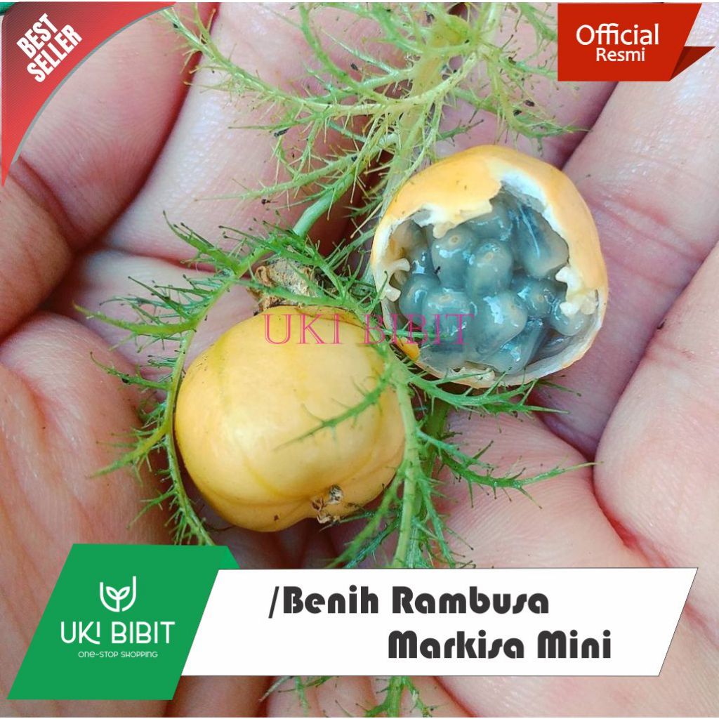 Jual ( 100 Butir ) Benih Rambusa | Markisa Hutan | Saberna | Markisa ...