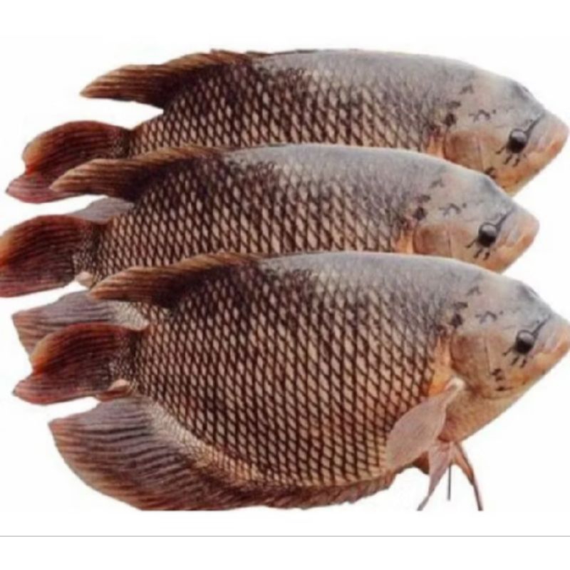 Jual Gurame Segar / Ikan Gurami 1000g (BUKAN FROZEN) | Shopee Indonesia