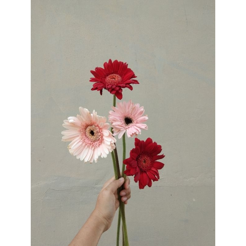 Jual Bunga Garbera Asli / Fresh Flower Palembang | Shopee Indonesia