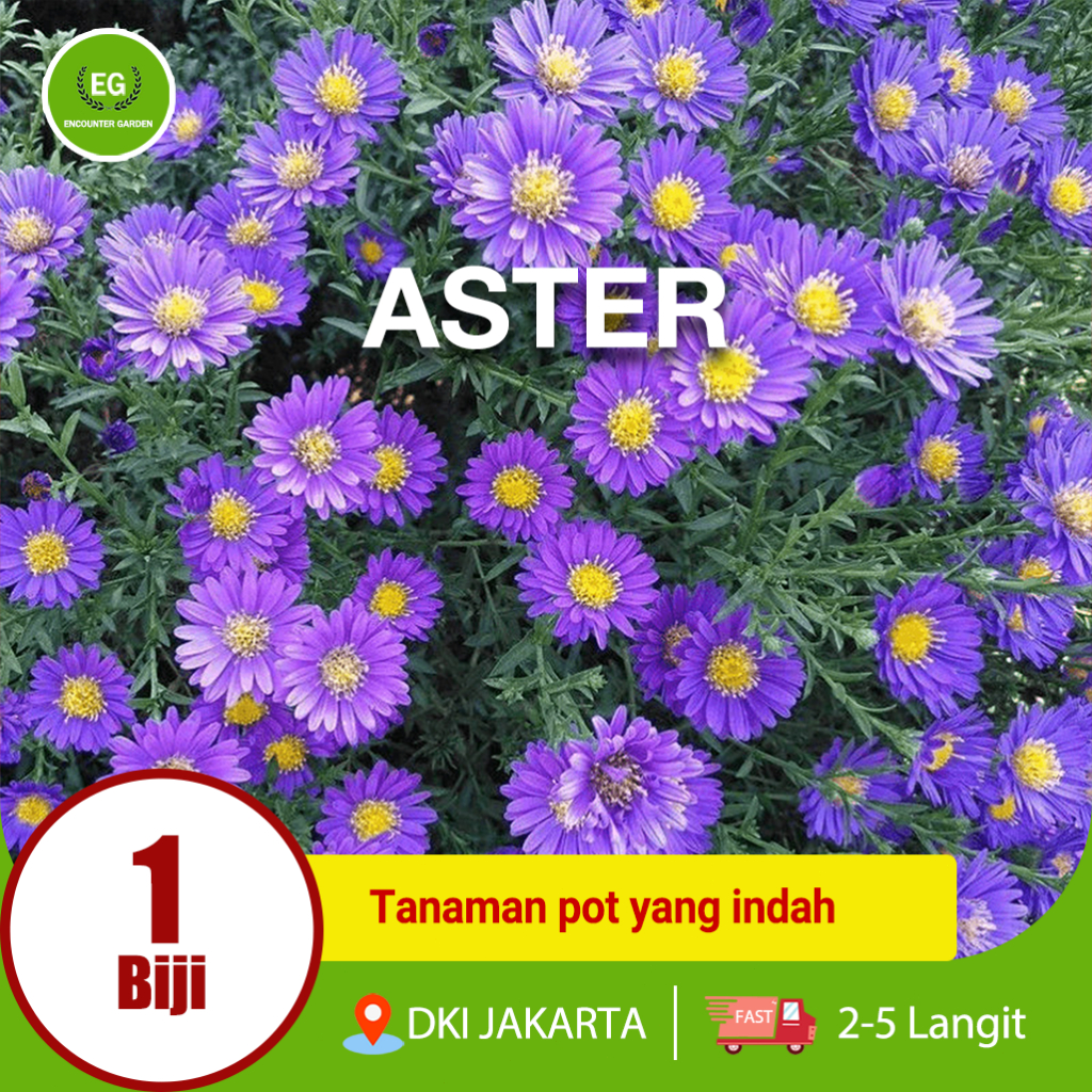 Jual Bibit Bunga Aster Bunga Cantik Yang Didatangkan Dari Eropa Shopee Indonesia