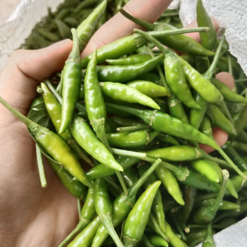 Jual cabe rawit HIJAU CAPLAK SUPER 1kg | Shopee Indonesia