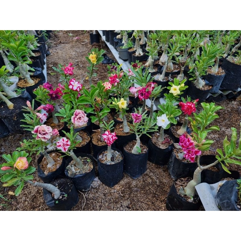Jual Adenium Bunga Tumpuk Size A Semua Variasi Warna Shopee Indonesia