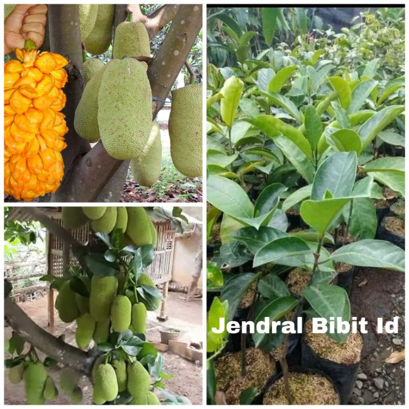 Jual Bibit Tanaman Cempedak Jumbo Hasil Okulasi Bisa Untuk Tabulampot ...