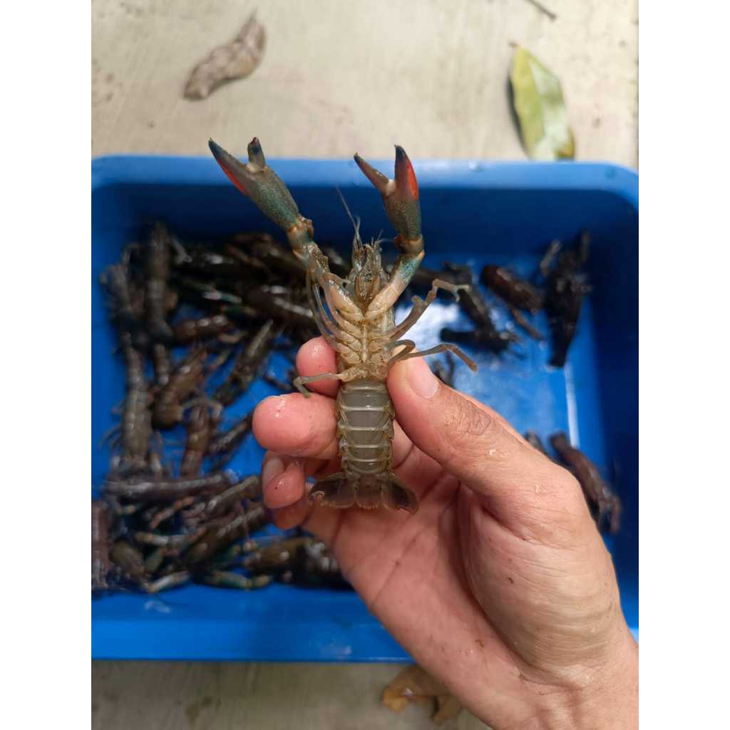Jual Bibit Lobster Air Tawar Ukuran 2-3 Inch Berkualitas | Shopee Indonesia