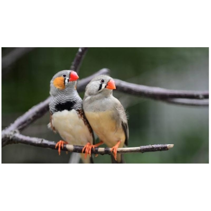 Jual Zebra Finch timor sepasang siap ternak | Shopee Indonesia