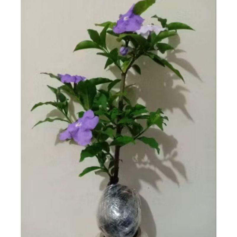 Jual melati costa | Shopee Indonesia