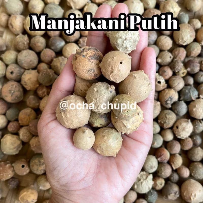 Jual buah manjakani 1kg/biji manjakani putih kering | Shopee Indonesia