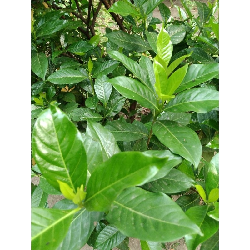 Jual Daun Kaca Piring Ceplok Piring Cepiring segar 200g | Shopee Indonesia