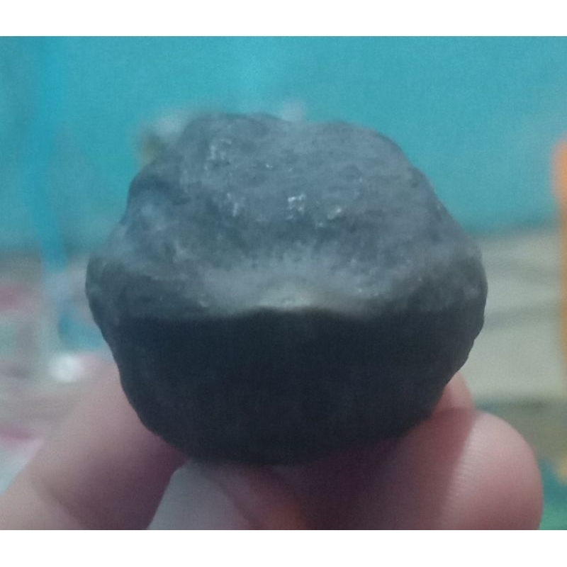 Jual Muncang Aduan MJ Mayit Jawa | Shopee Indonesia