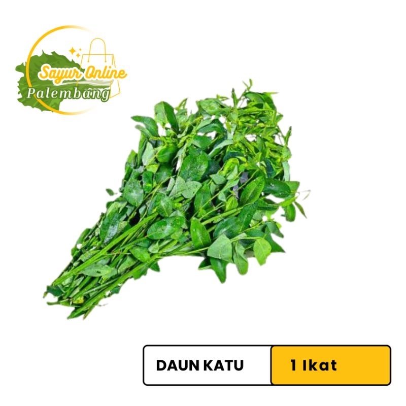Jual Sayur Katu 1Ikat - Sayur Online Palembang | Shopee Indonesia