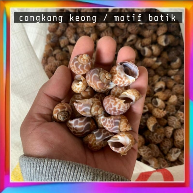Jual CANGKANG KERANG KEONG MACAN/KEONG MACAN/PER 1 KG | Shopee Indonesia