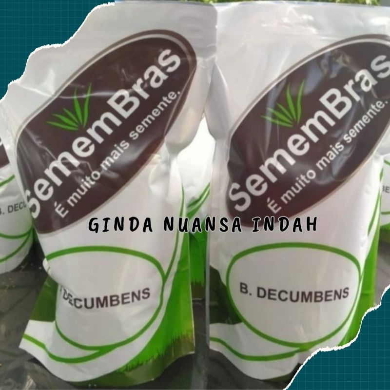 Jual Biji Rumput Brachiaria Decumben - Bade Signal Semembras - Rumput ...